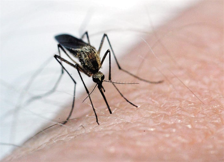 Detectan el virus del Nilo Occidental en mosquitos - Este Telemundo ...
